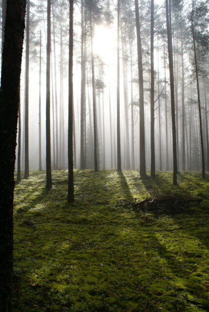 Home - Musée de la romanité – Nîmes